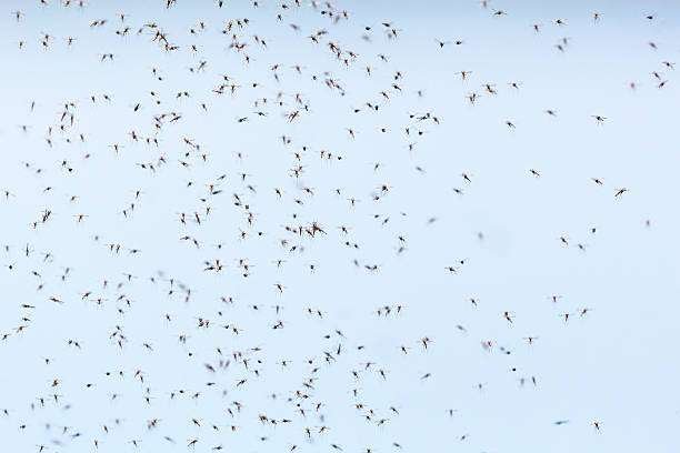 ‘A Storm of Flies’: Mayflies on the Hudson River - Ohio Digital News
